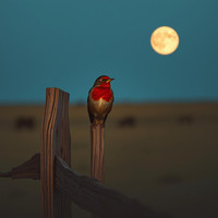 When the Red Robin Returns to Red River Valley MP3 Song Download: Play ...