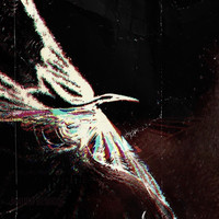 Moonbird Songs Download: Play & Listen Moonbird all MP3 Song by MAURO ...