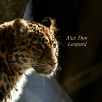 leopard Song Download: Play & Listen leopard all MP3 Song by Alex thor ...
