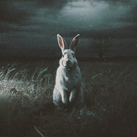 White Rabbit Song Download: Play & Listen White Rabbit English MP3 Song ...