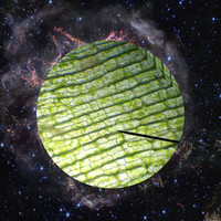 Tree of Life Song Download: Play & Listen Tree of Life all MP3 Song by ...