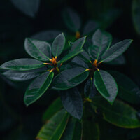flora Song Download: Play & Listen flora Instrumental MP3 Song by ...