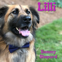 Lilli Song Download: Play & Listen Lilli all MP3 Song by Sammy Shepard ...