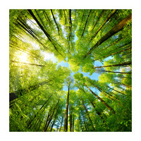 Nature Sounds - Calm Forest For Sleeping (Optimised Mix for Phone ...