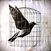 Caged Bird Song Download: Play & Listen Caged Bird all MP3 Song by ...