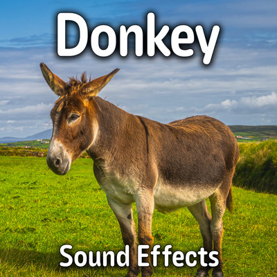 Single Donkey with Many Suffocated Throaty Brays Song|Sound Ideas ...