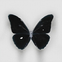 parasite Song Download: Play & Listen parasite all MP3 Song by ...