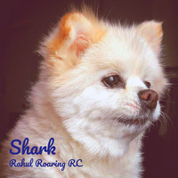 Shark Song Download: Play & Listen Shark all MP3 Song by Rahul Roaring RC @Gaana