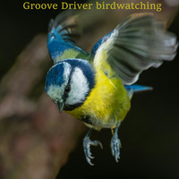 birdwatching Song Download: Play & Listen birdwatching Instrumental MP3 ...