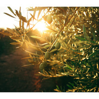 Olive Tree Songs Download: Play & Listen Olive Tree Instrumental MP3 ...