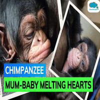 Viral Video: Chimpanzee mum meeting newborn steals million hearts Song ...