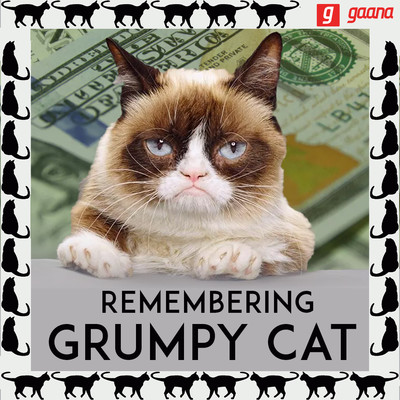 Remembering Grumpy Cat Music Playlist: Best Remembering Grumpy Cat MP3 ...