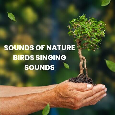 Sounds Of Nature Birds Singing Sounds Song Download: Sounds Of Nature ...