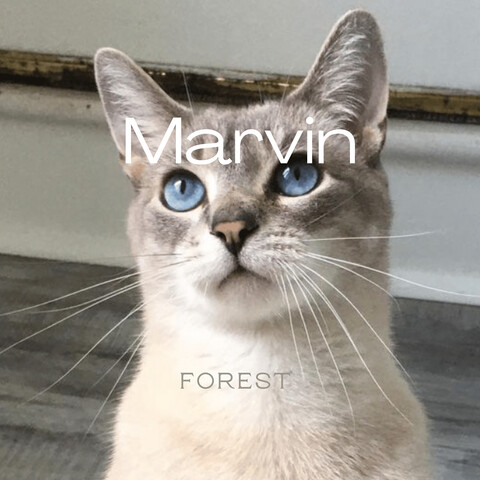 Marvin Song Download: Marvin MP3 Song Online Free on Gaana.com