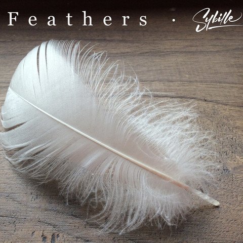 Feathers Song Download: Feathers MP3 Song Online Free on Gaana.com