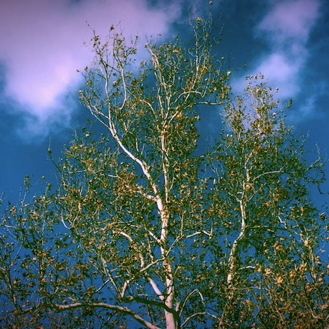 Sycamore Song Download: Sycamore MP3 Spanish Song Online Free on Gaana.com