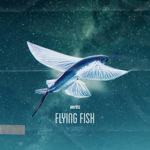 Flying Fish Song Download: Flying Fish MP3 Song Online Free on Gaana.com