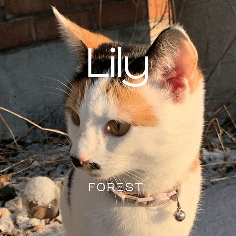 Lily Song Download: Lily MP3 Song Online Free on Gaana.com