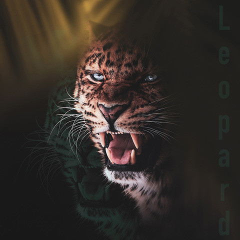 Leopard Song Download: Leopard MP3 Song Online Free on Gaana.com