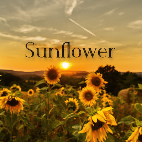 Sunflower Songs Download: Sunflower MP3 Songs Online Free on Gaana.com