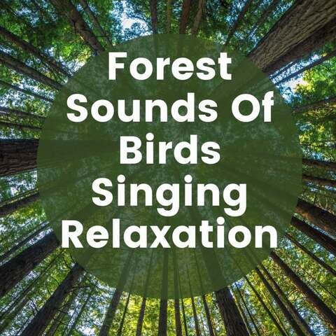 Forest Sounds Of Birds Singing Relaxation Song Download: Forest Sounds ...