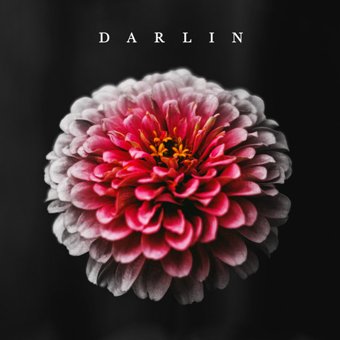 Darlin Song Download: Darlin MP3 Song Online Free on Gaana.com
